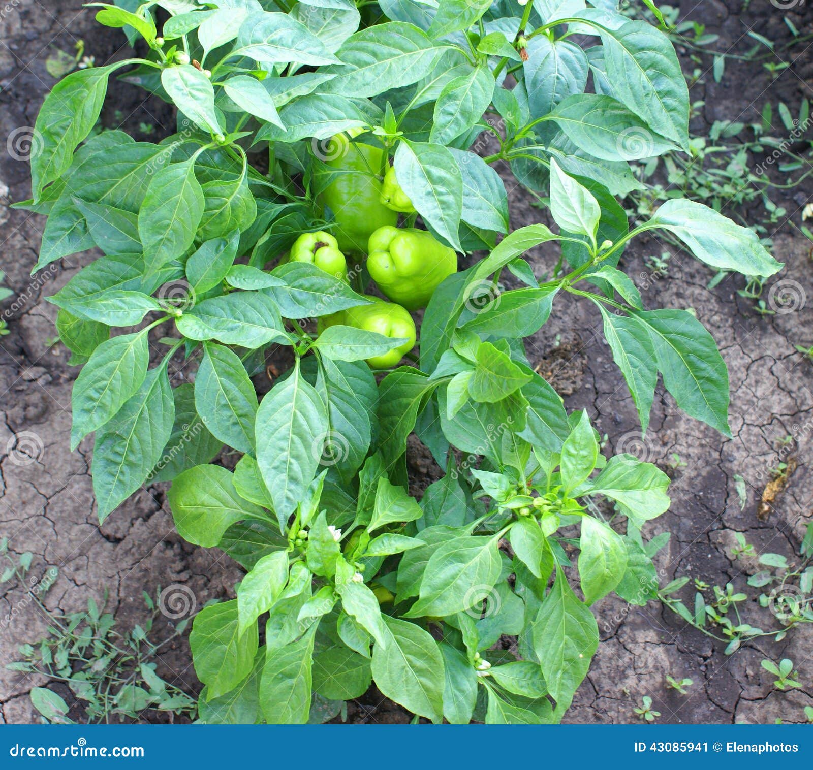 Green capsicum stock image. Image of agriculture, industry - 43085941