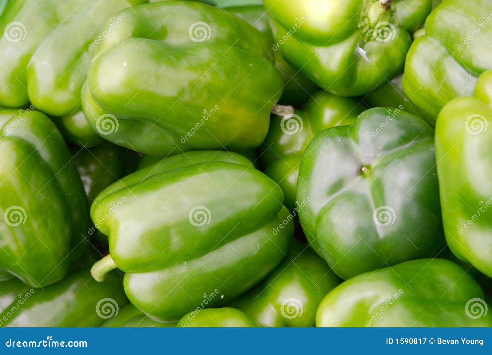 Green capsicums stock image. Image of vegetables, vege - 1590817