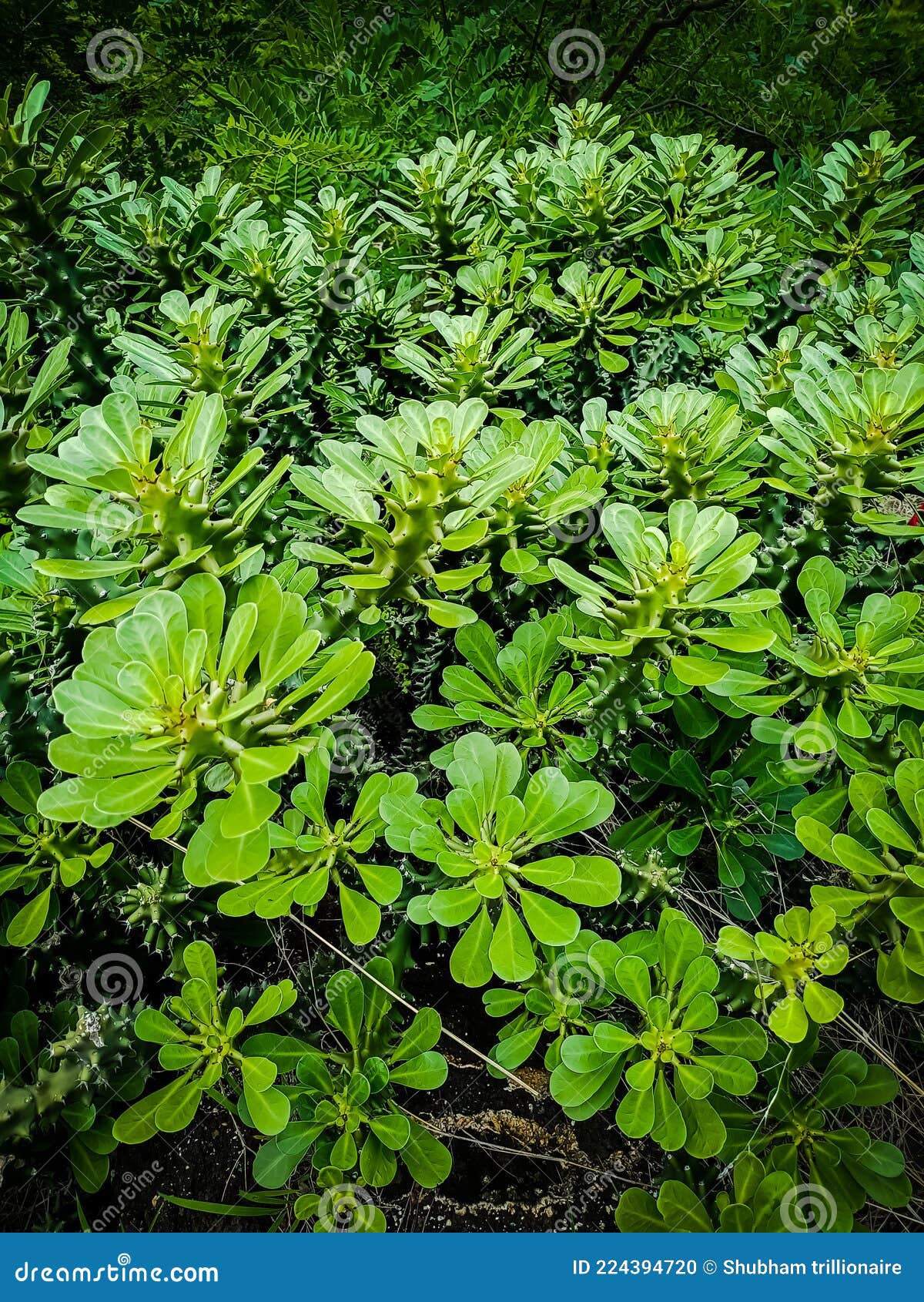 Green Captus Plants Leaf Tree Stock Photo - Image of tree, leaf: 224394720