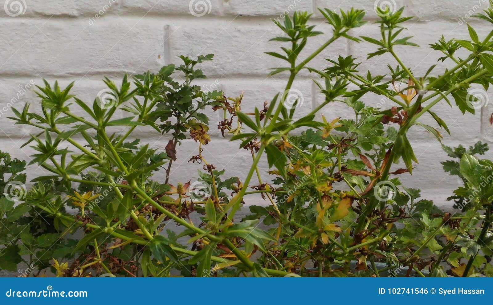 Green cardamom stock photo. Image of spikes, fine, cardamom - 102741546