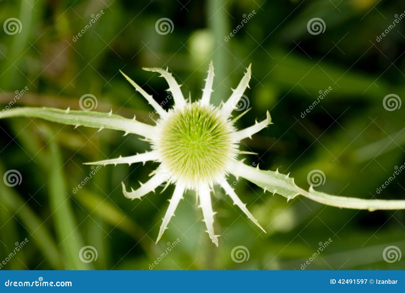 Green cardoon close up stock image. Image of cardo, edible - 42491597