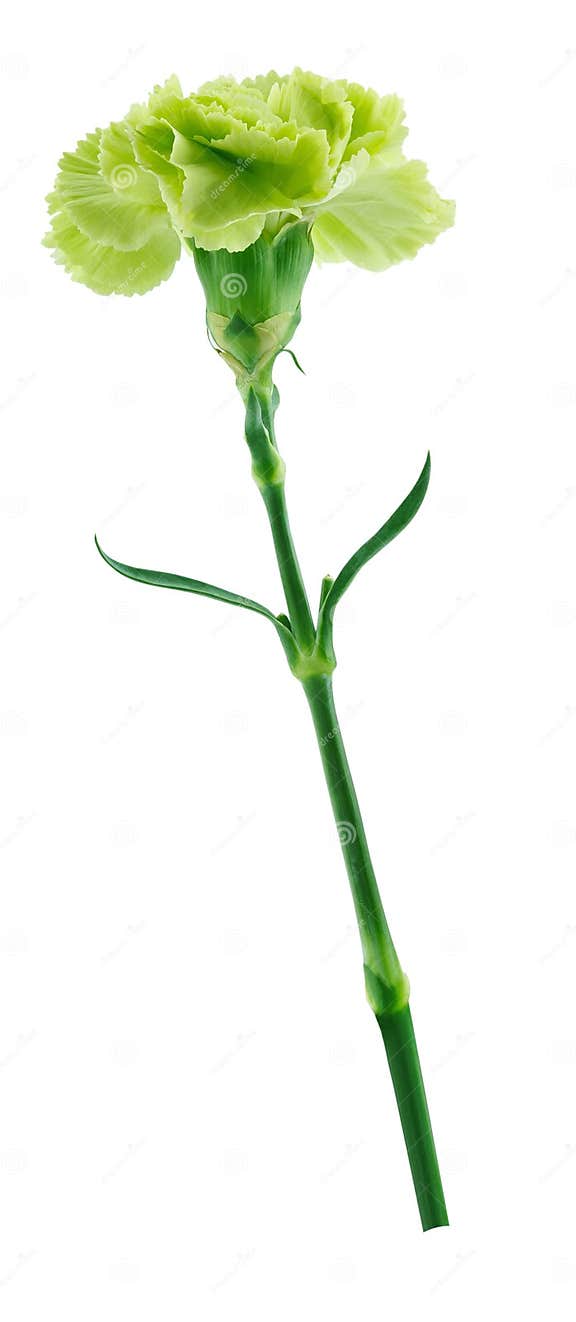 A Single Green Carnation Flower with a Ruffled, Layered Appearance ...