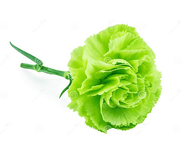 A Single Green Carnation Flower with a Ruffled, Layered Appearance ...