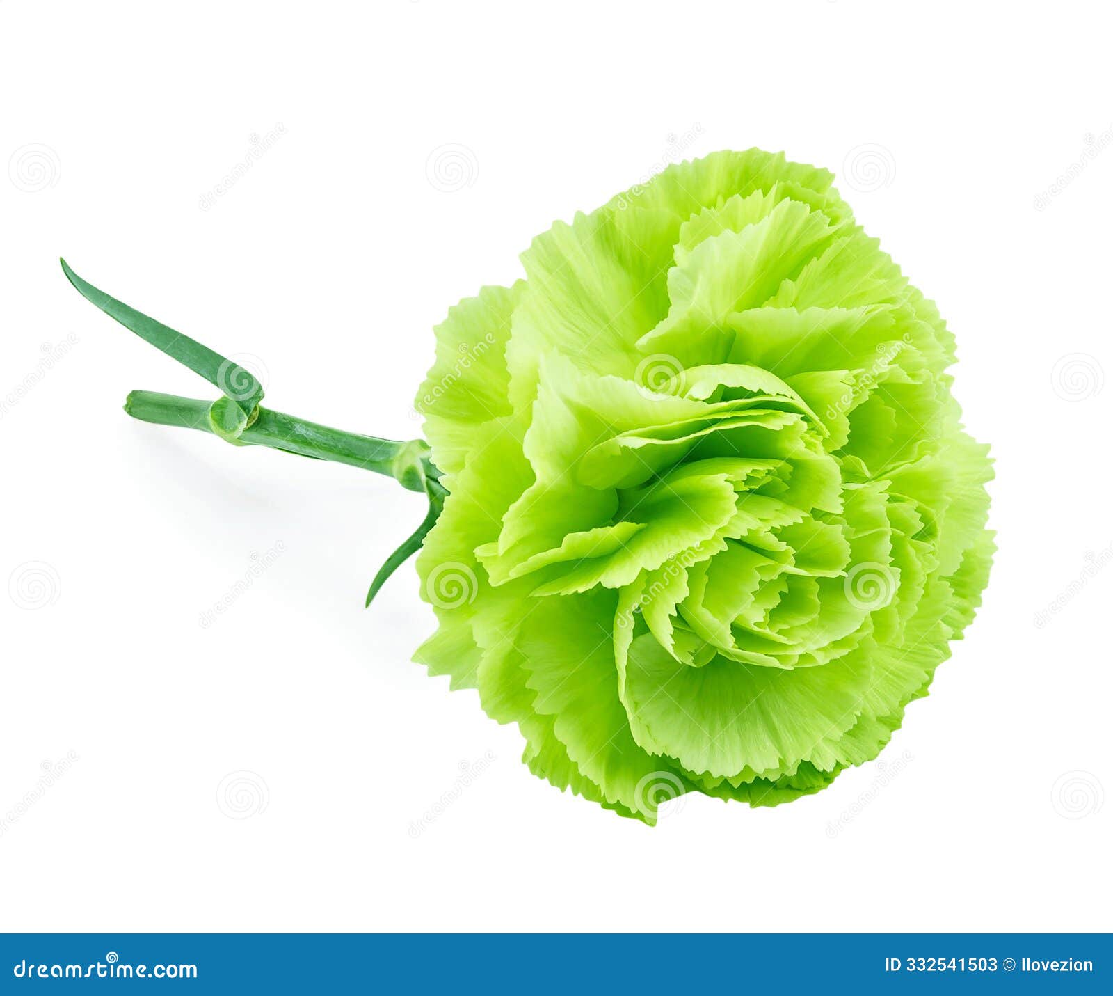 Green Carnation Isolated on White Background Stock Image - Image of ...