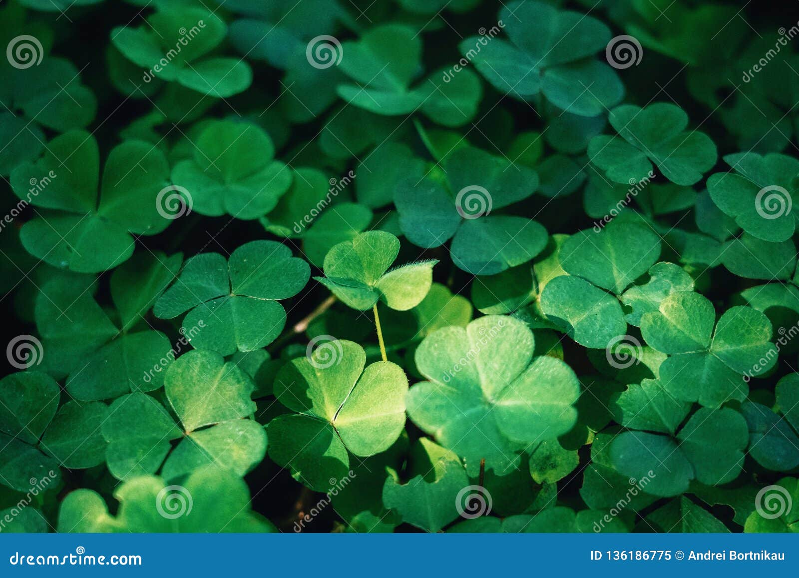 Green Carpet of Bright Clover Leaves Stock Image - Image of flora ...