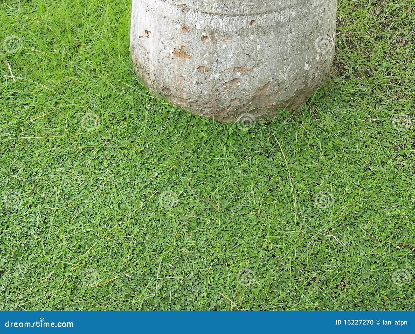 Green Carpet of Clover Around Trunk Stock Photo - Image of lawn, nature ...