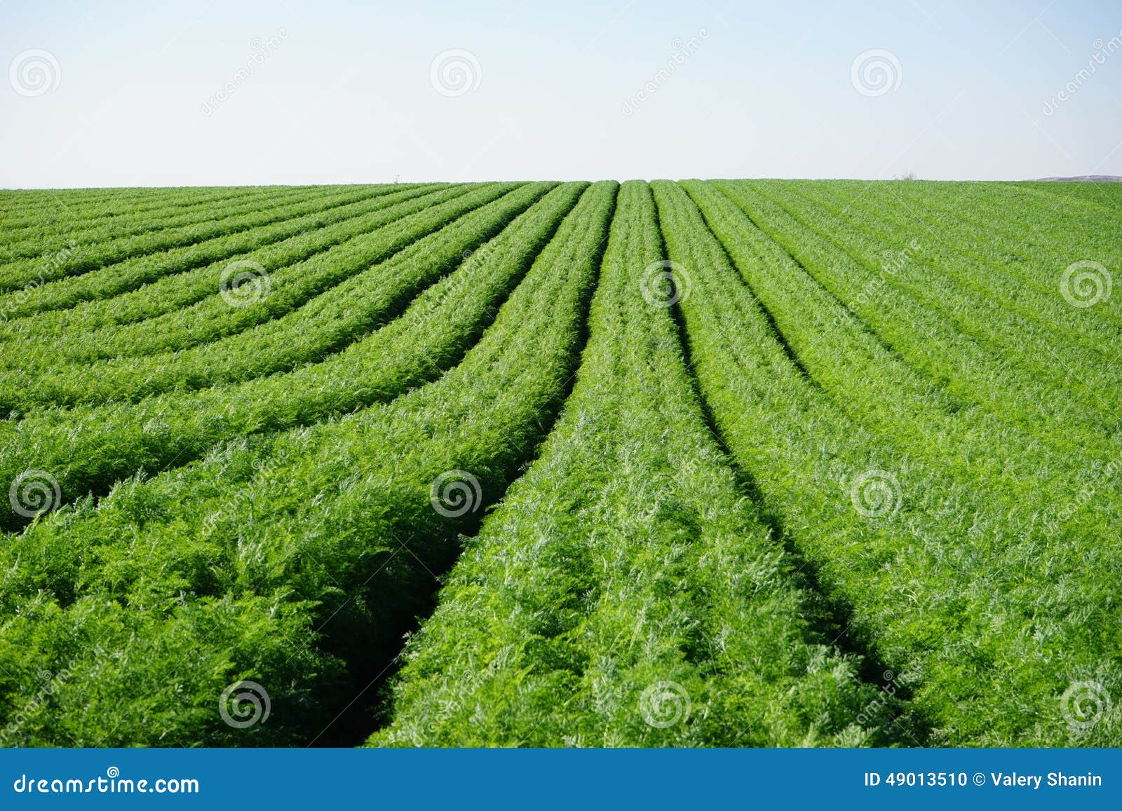 Green Carrot Fields Planted In A Row With Blue Sky And Small Hills In ...