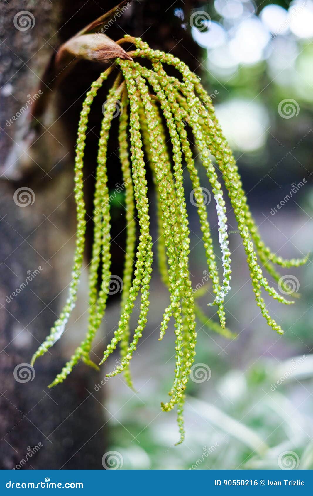 Green Caryota Mitis Blooming in a Garden Stock Photo - Image of blossom ...