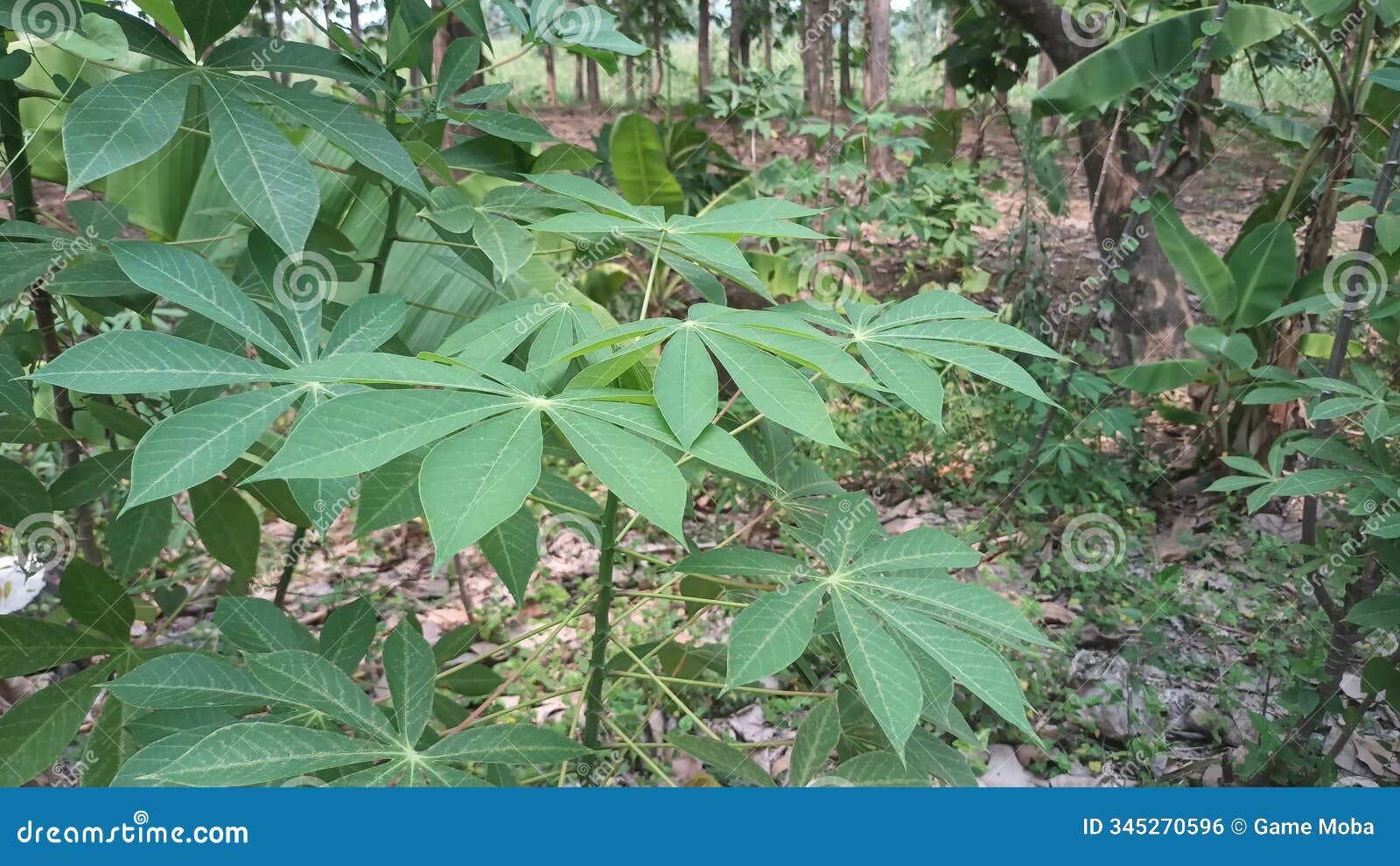 Green Cassava Leaves. Cassava Leaves Background Stock Photo ...