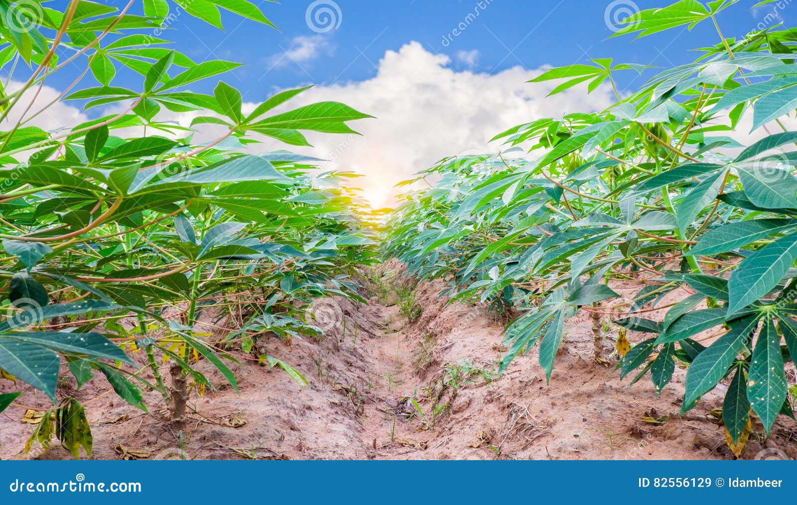 Green cassava farm stock image. Image of leaves, industrial - 82556129