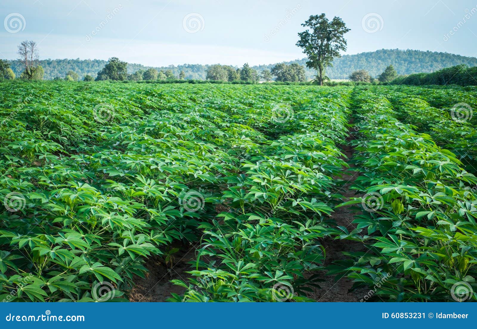 Cassava Farm In Countryside Of Thailand Royalty-Free Stock Image ...