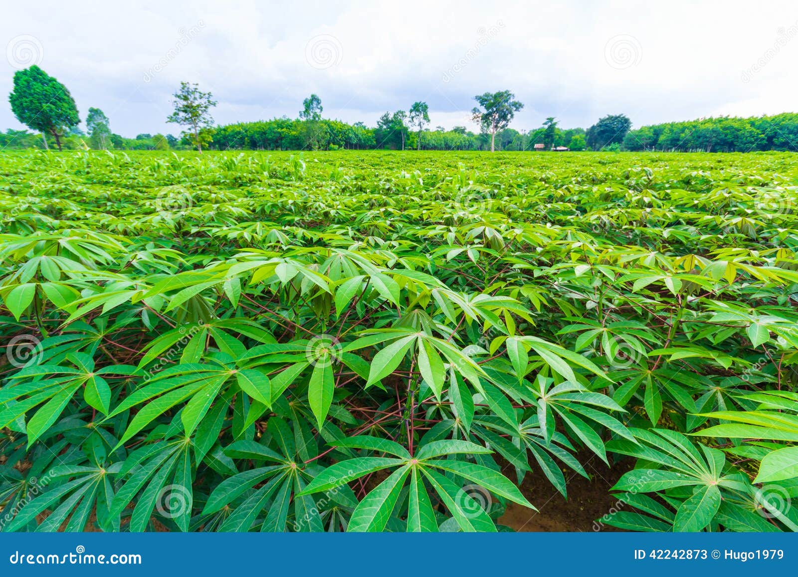 Green Cassava Tree In The Cultivated Field. Cassava (Manihot Esculenta ...