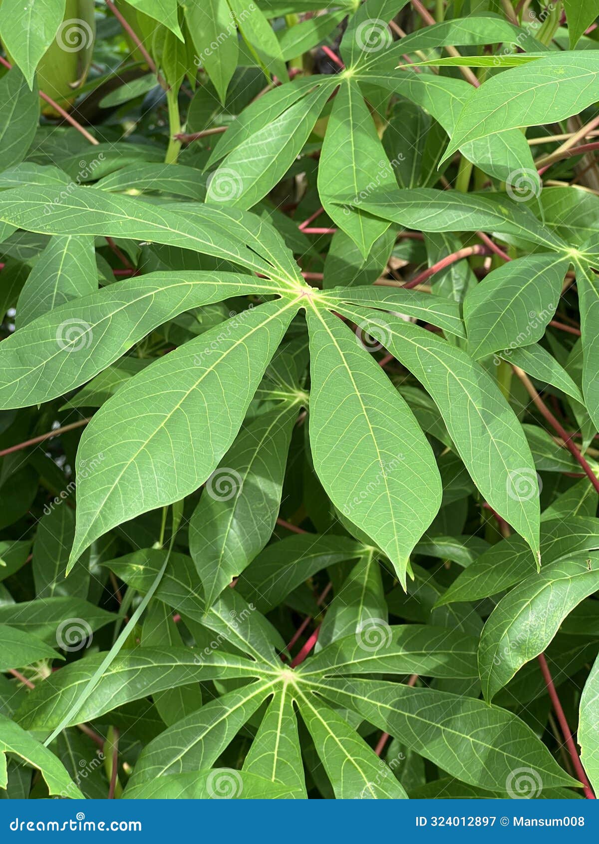 Green Cassava Leaf Texture Background Stock Image - Image of color ...