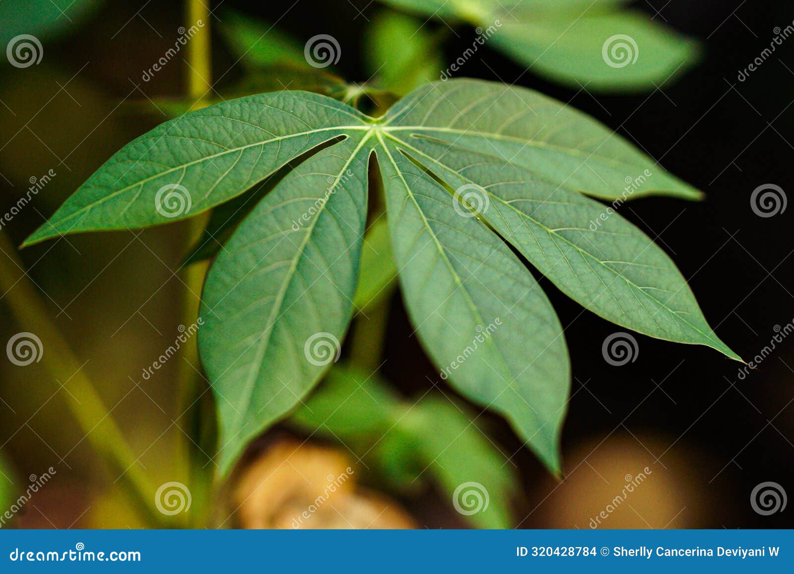 Green Cassava Leaves, Background Green Leaf Stock Photo - Image of ...