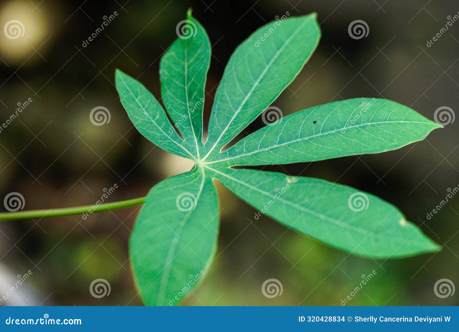 Green Cassava Leaves, Background Green Leaf Stock Photo - Image of green, background: 320428834