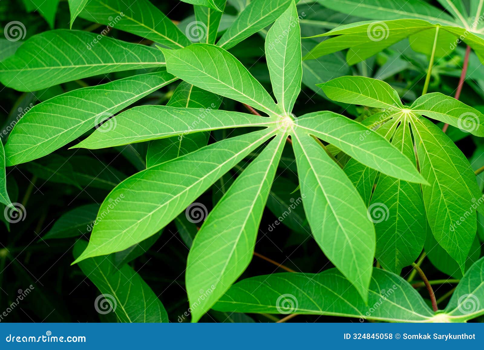 Green Cassava Leaves. Cassava Leaves Background Stock Photo - Image of ...