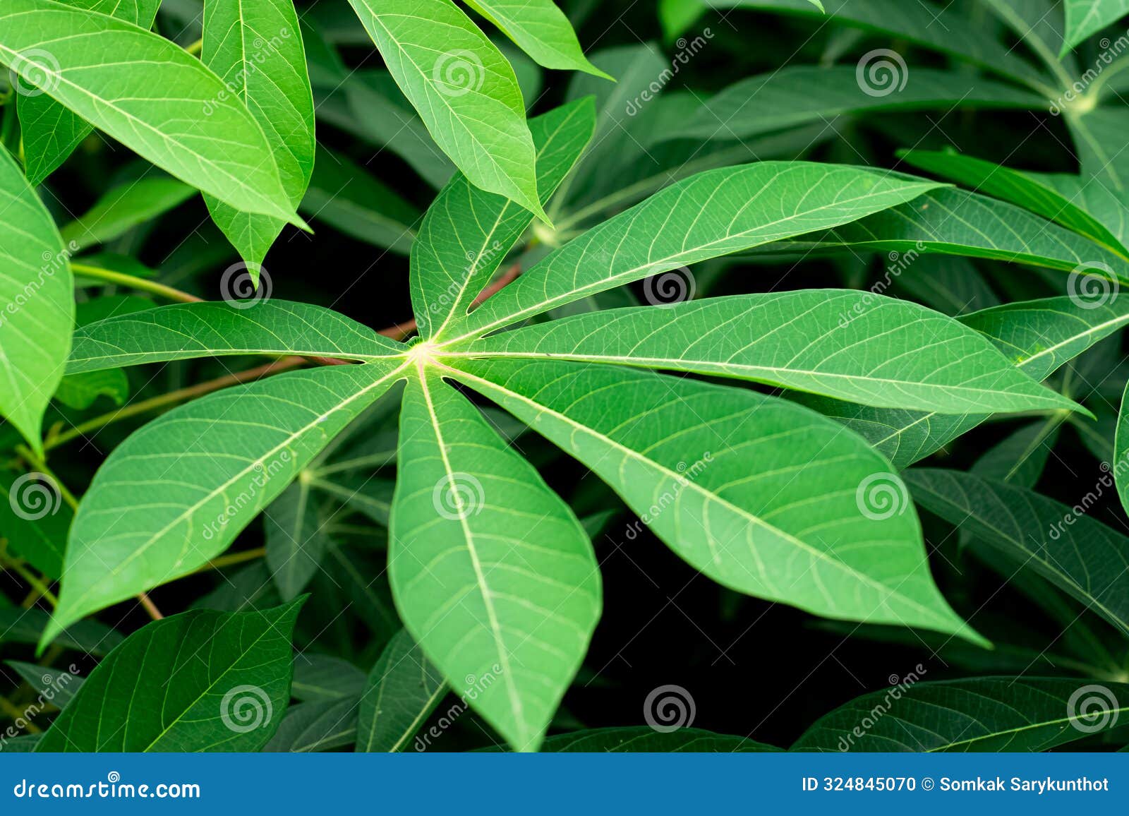 Green Cassava Leaves. Cassava Leaves Background Stock Photo - Image of ...