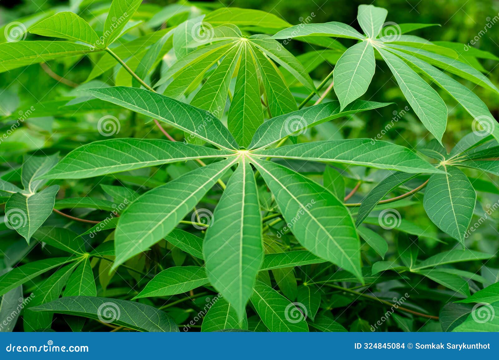 Green Cassava Leaves. Cassava Leaves Background Stock Photo - Image of ...