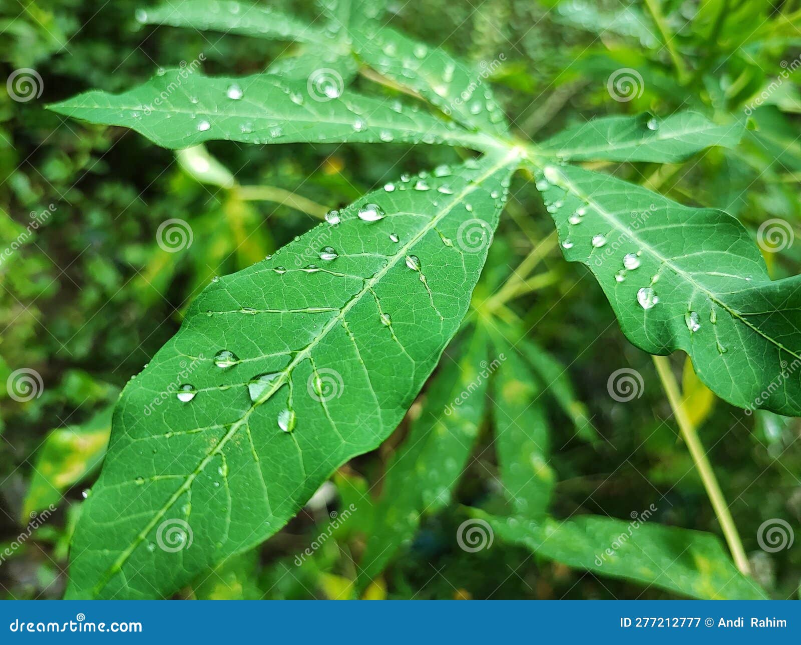 Green Cassava Tree In The Cultivated Field. Cassava (Manihot Esculenta ...