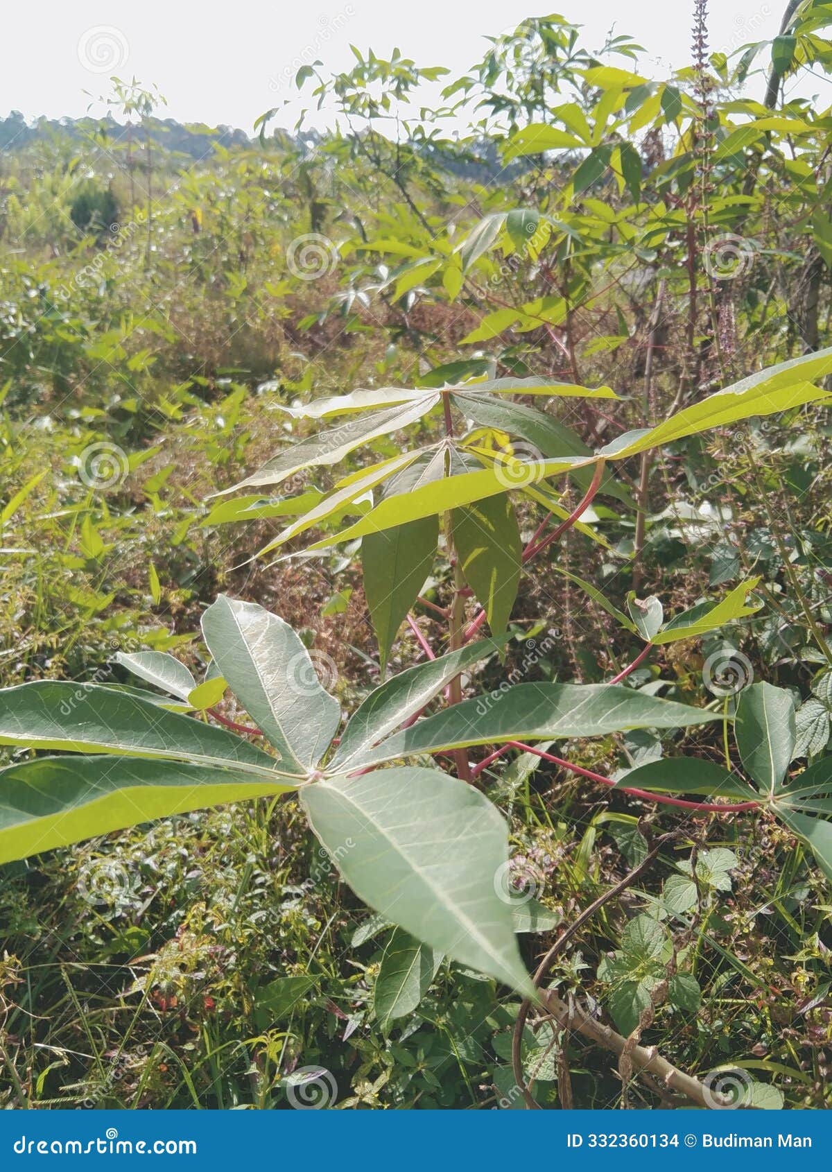 Green Cassava Leaves, Background Green Leaf Royalty-Free Stock Image ...