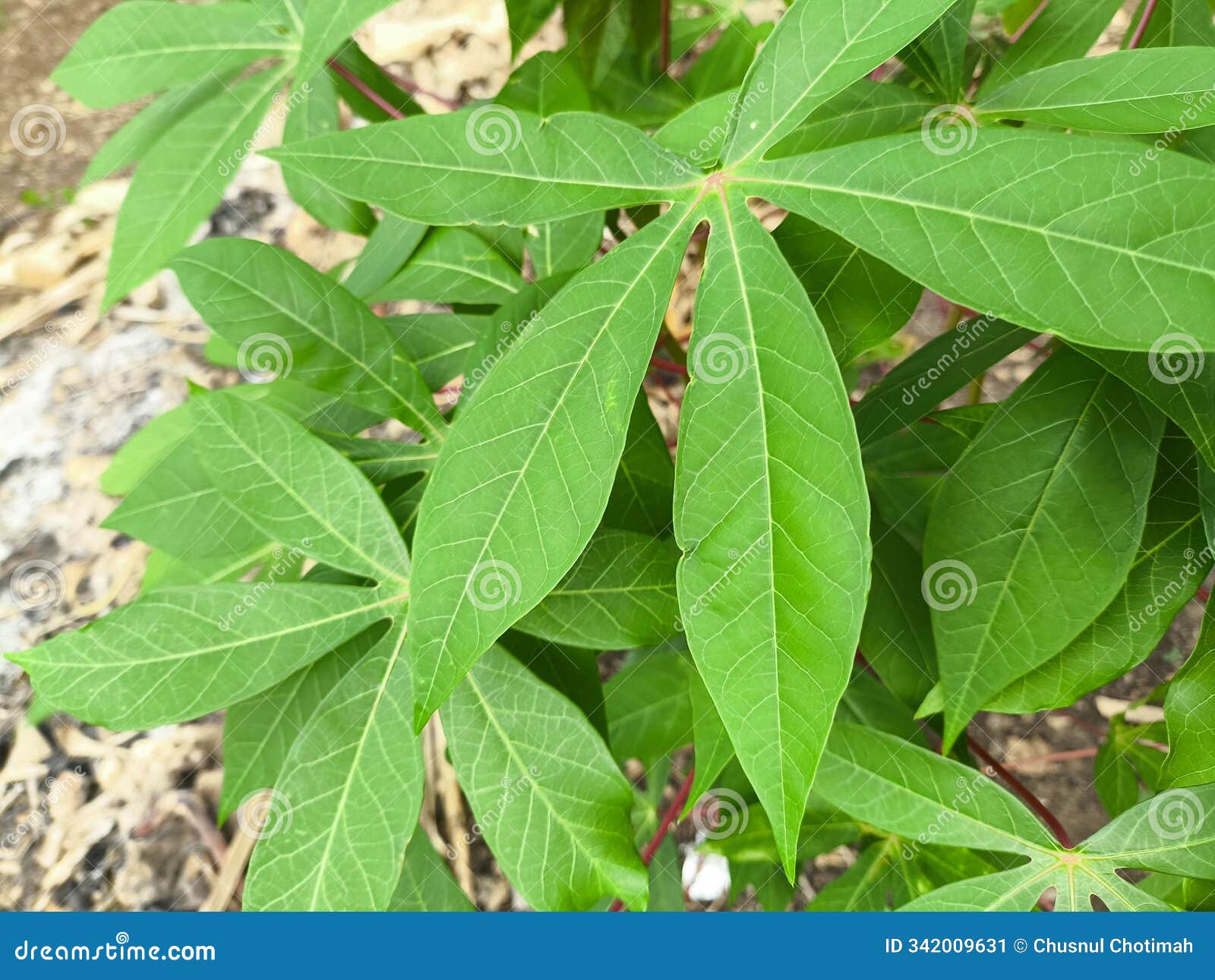 Green Cassava Leaves. Cassava Leaves Background Stock Photo ...
