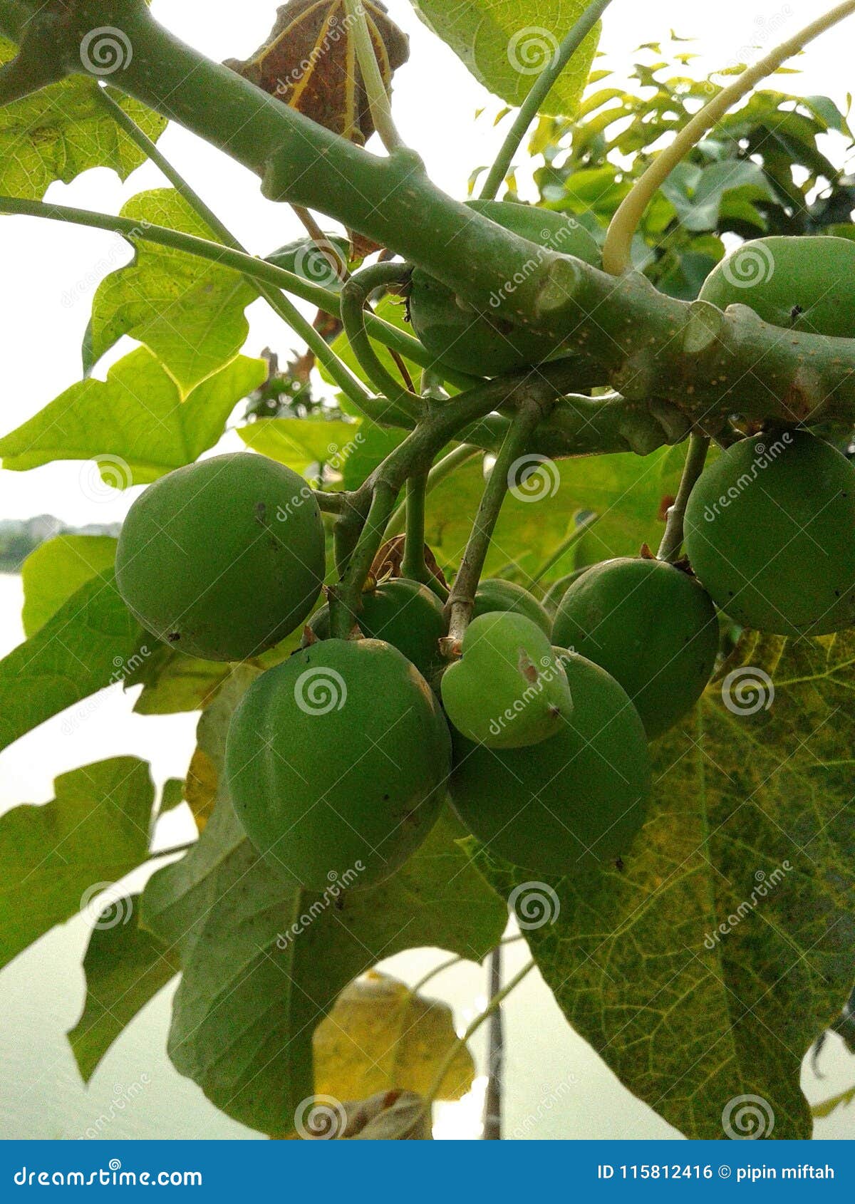 Green castor fruit stock photo. Image of fruit, close - 115812416