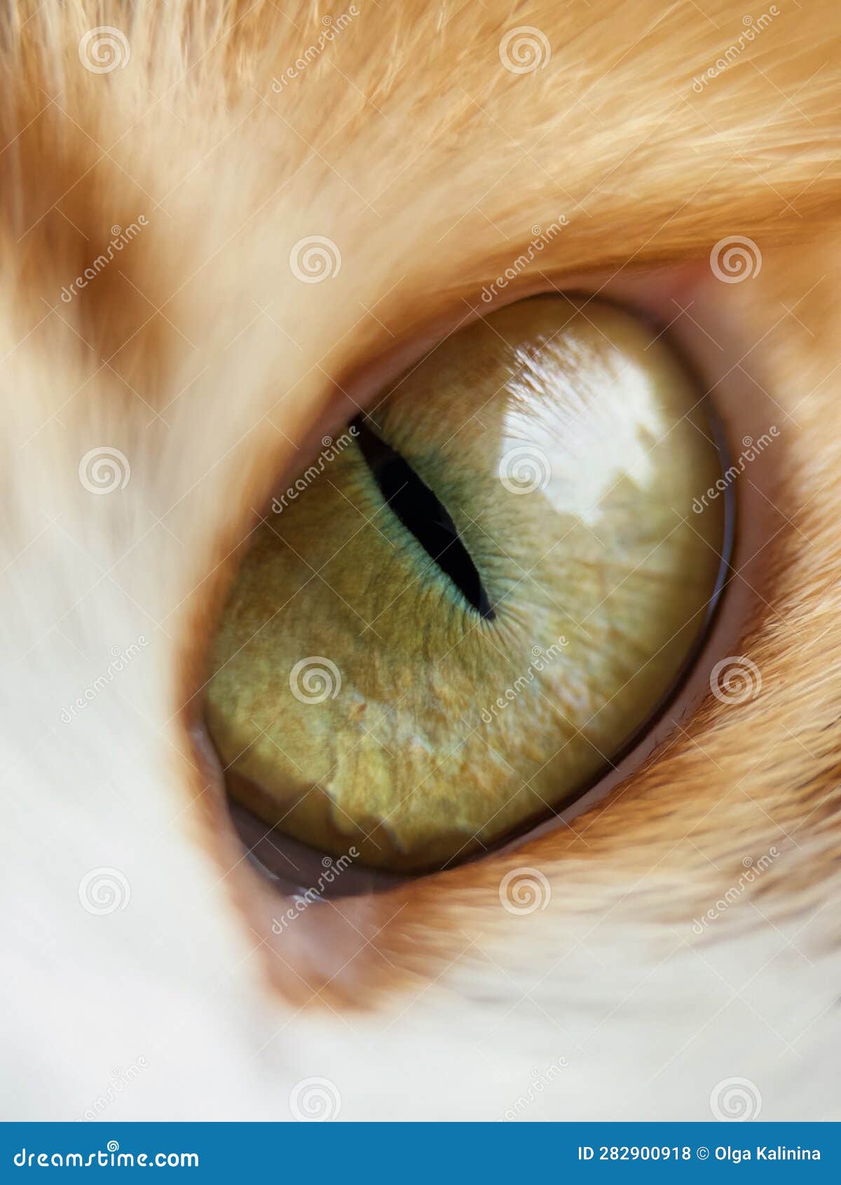 Green Cat Eye , Ginger Cat Macro Stock Photo - Image of mouth, ginger ...
