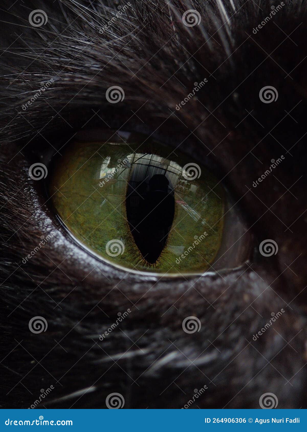 Green Cat Eyes are Staring Very Sharp Editorial Photo - Image of eyes ...
