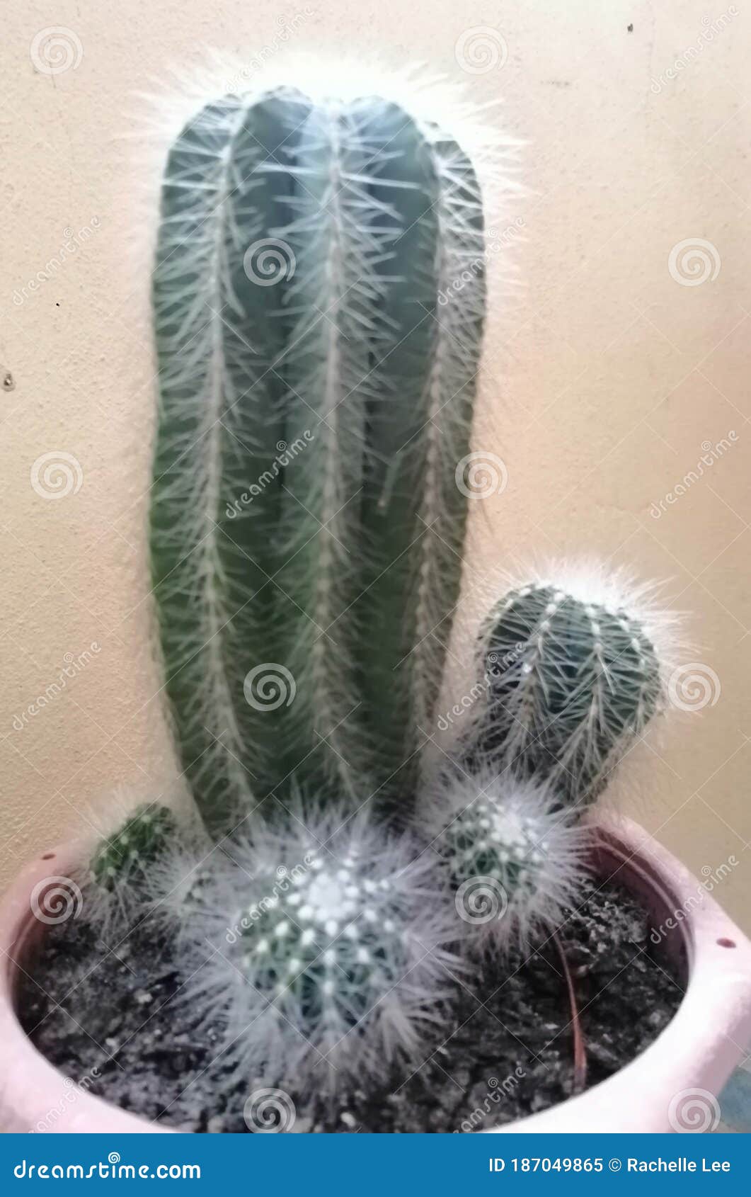 Green catcus stock image. Image of euphorbia, green - 187049865