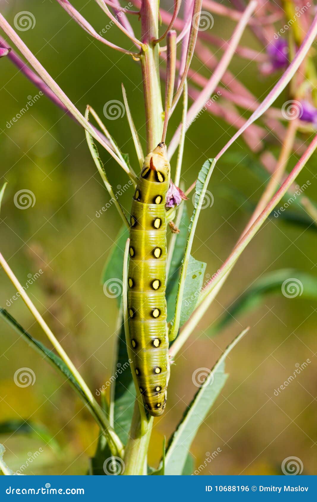 Green caterpillar stock photo. Image of larva, close - 10688196