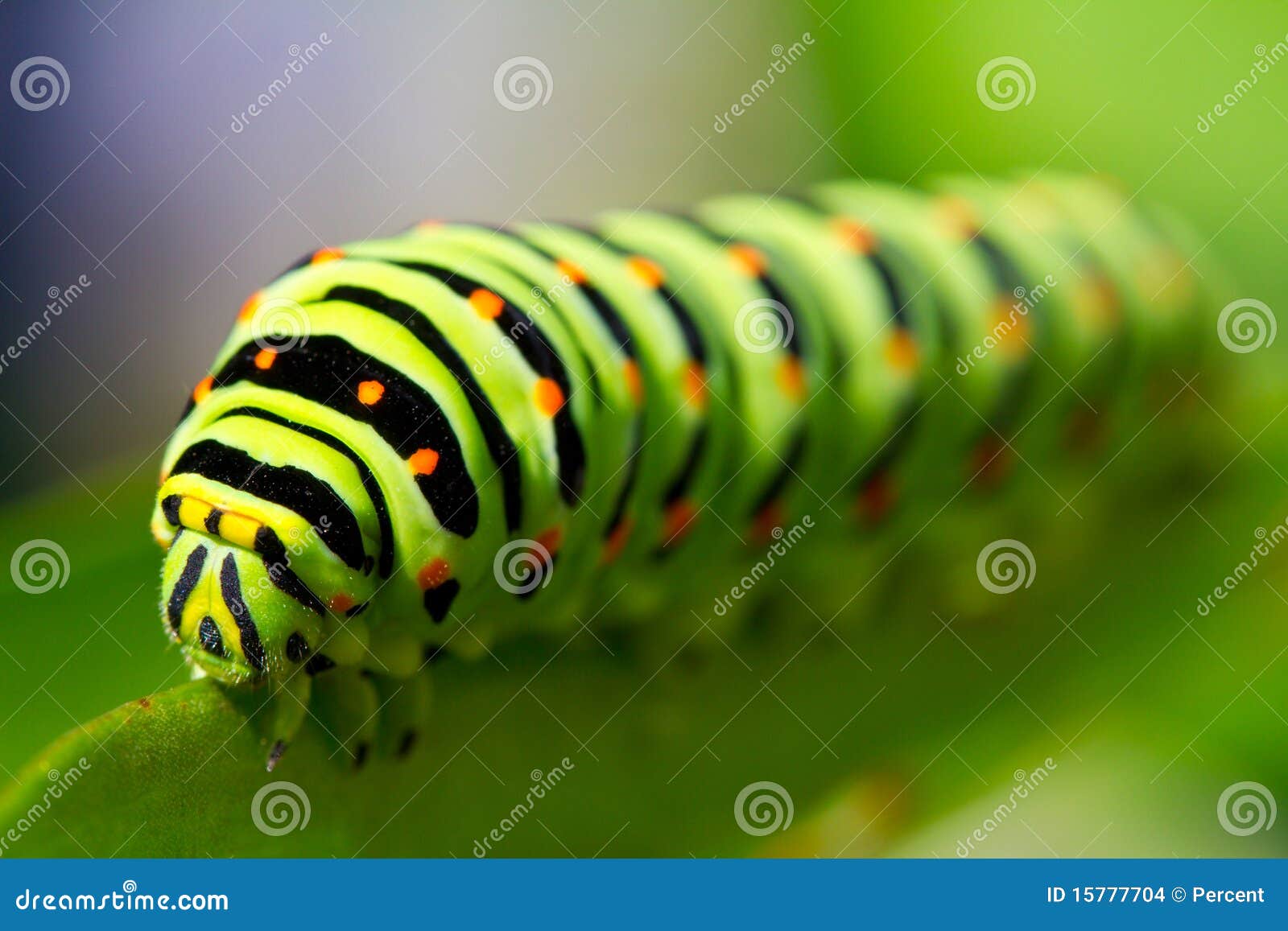 Green caterpillar stock photo. Image of close, farm, biology - 15777704