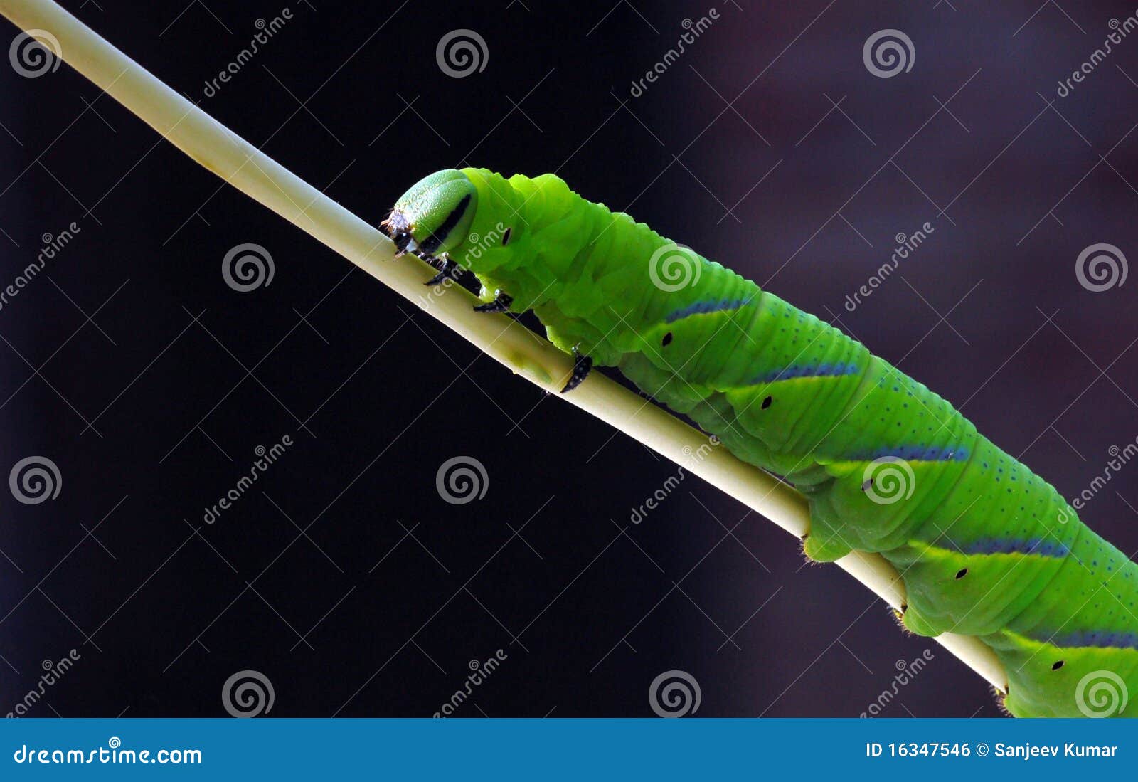 Green caterpillar stock photo. Image of spring, metamorphism - 16347546