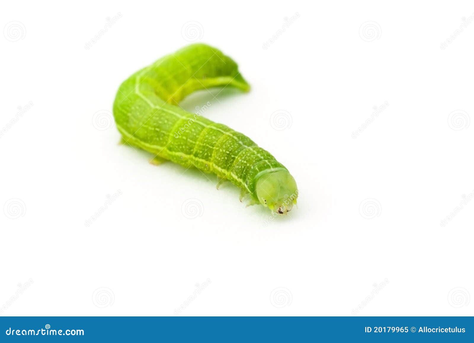 Green caterpillar stock image. Image of studio, insect - 20179965