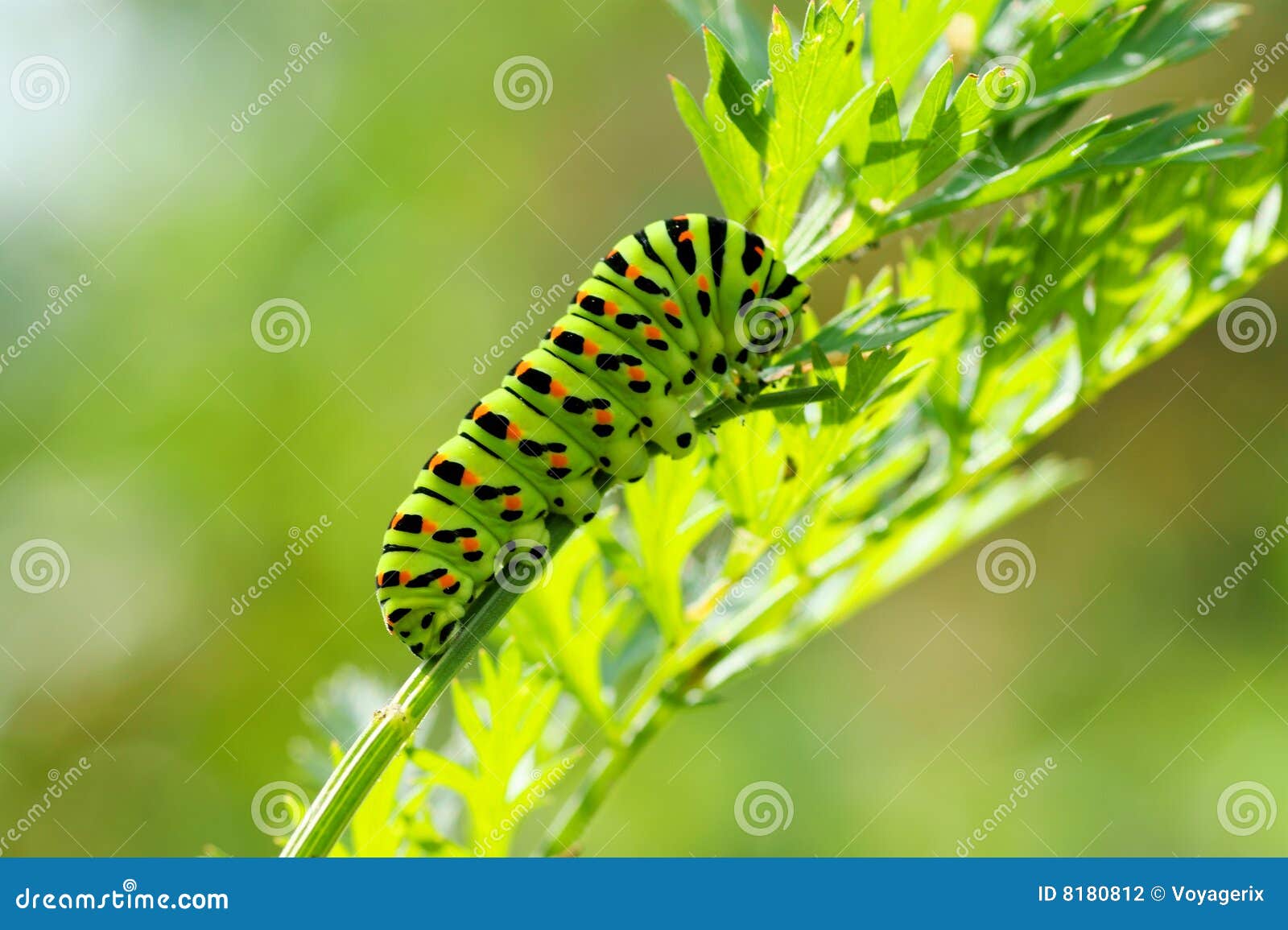 Green caterpillar stock photo. Image of pupation, colour - 8180812