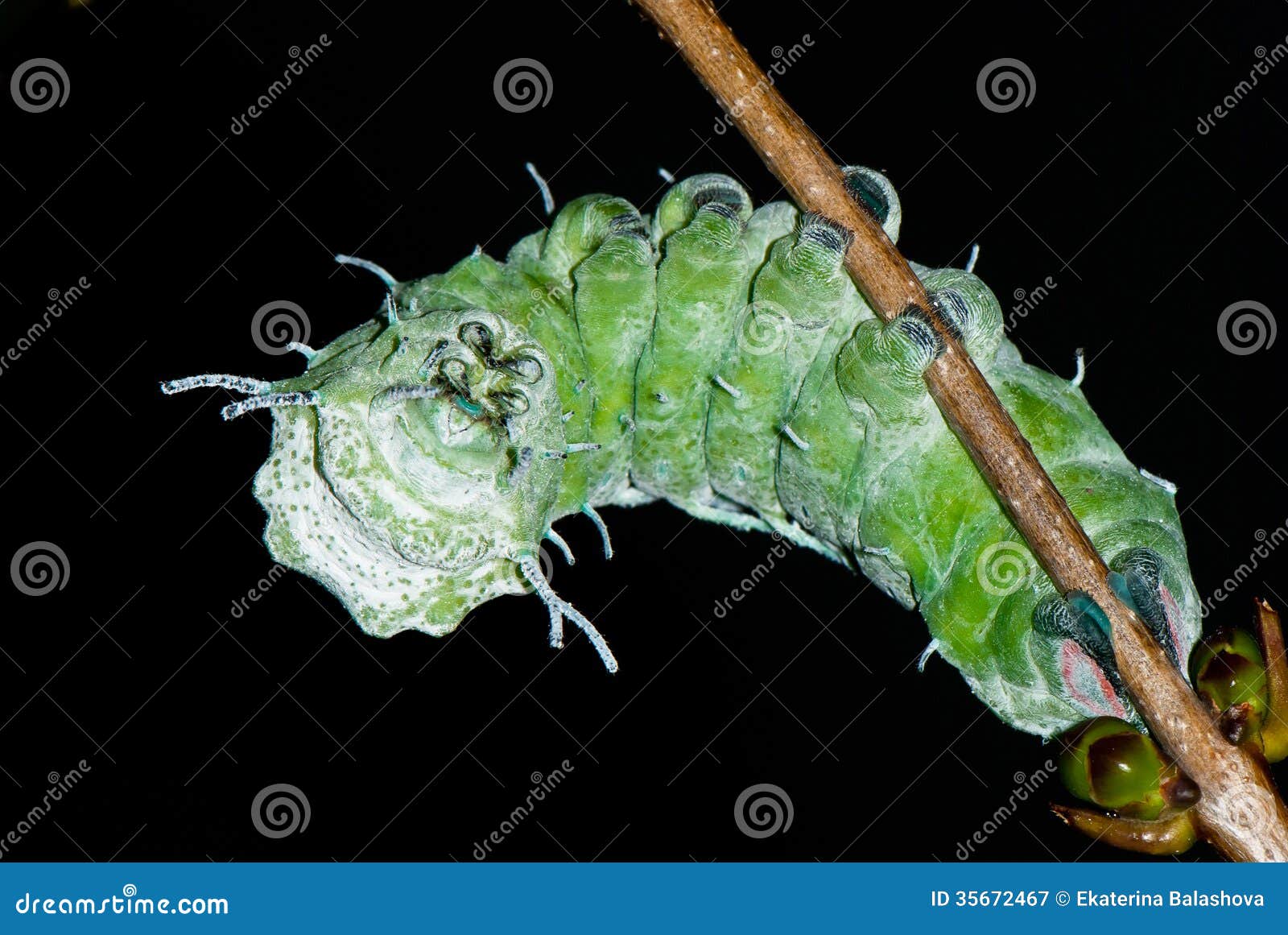 Green caterpillar stock image. Image of branch, stem - 35672467