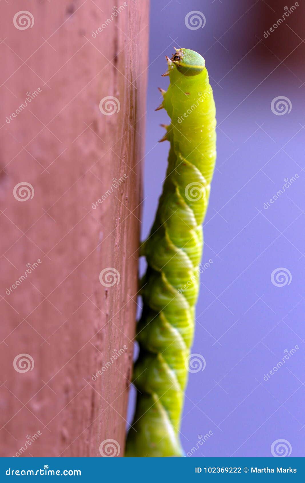 Caterpillar With A Horn On The Tail Stock Photography | CartoonDealer ...