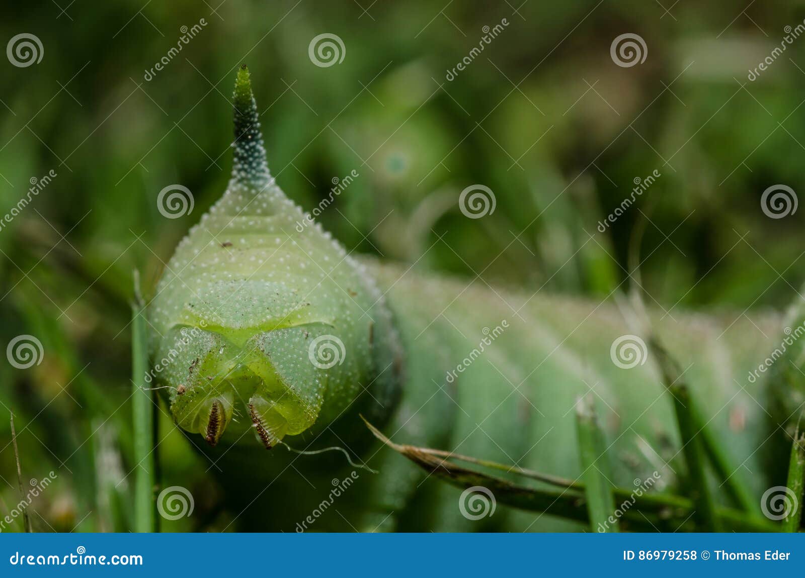 Green caterpillar camera stock photo. Image of caterpillar - 86979258