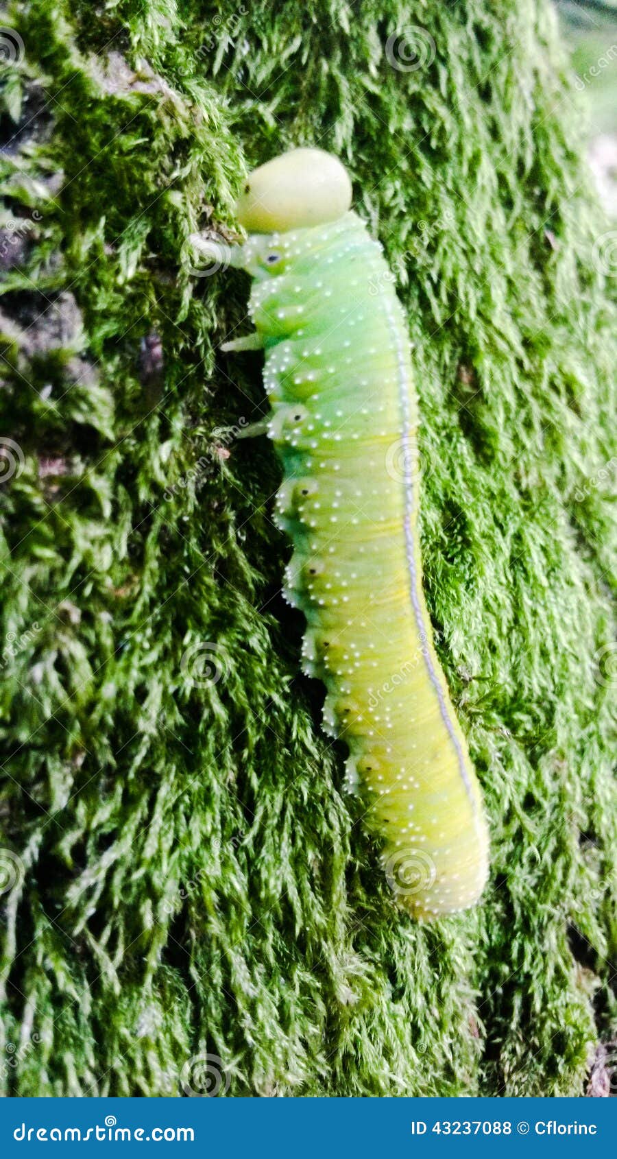 Green caterpillar stock photo. Image of straight, forest - 43237088