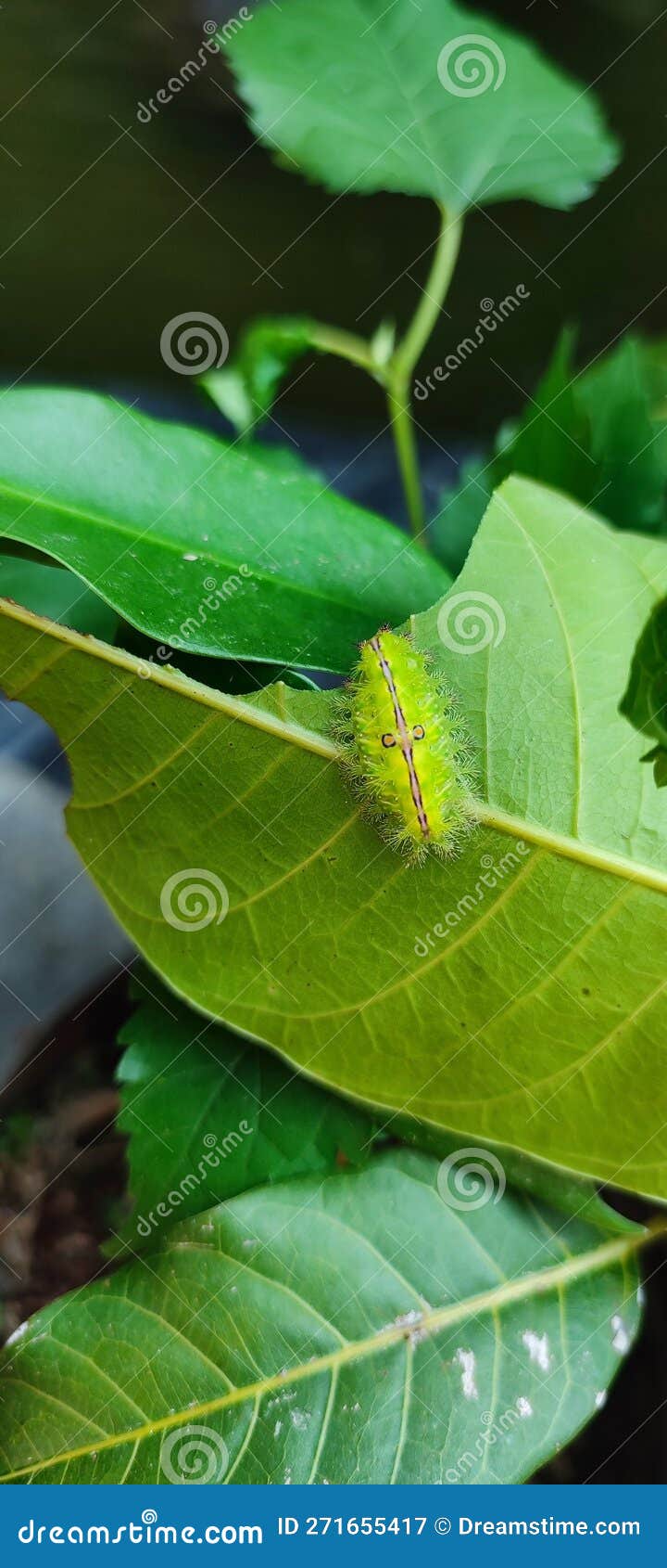 Small caterpillar stock image. Image of eats, wildlife - 271655417