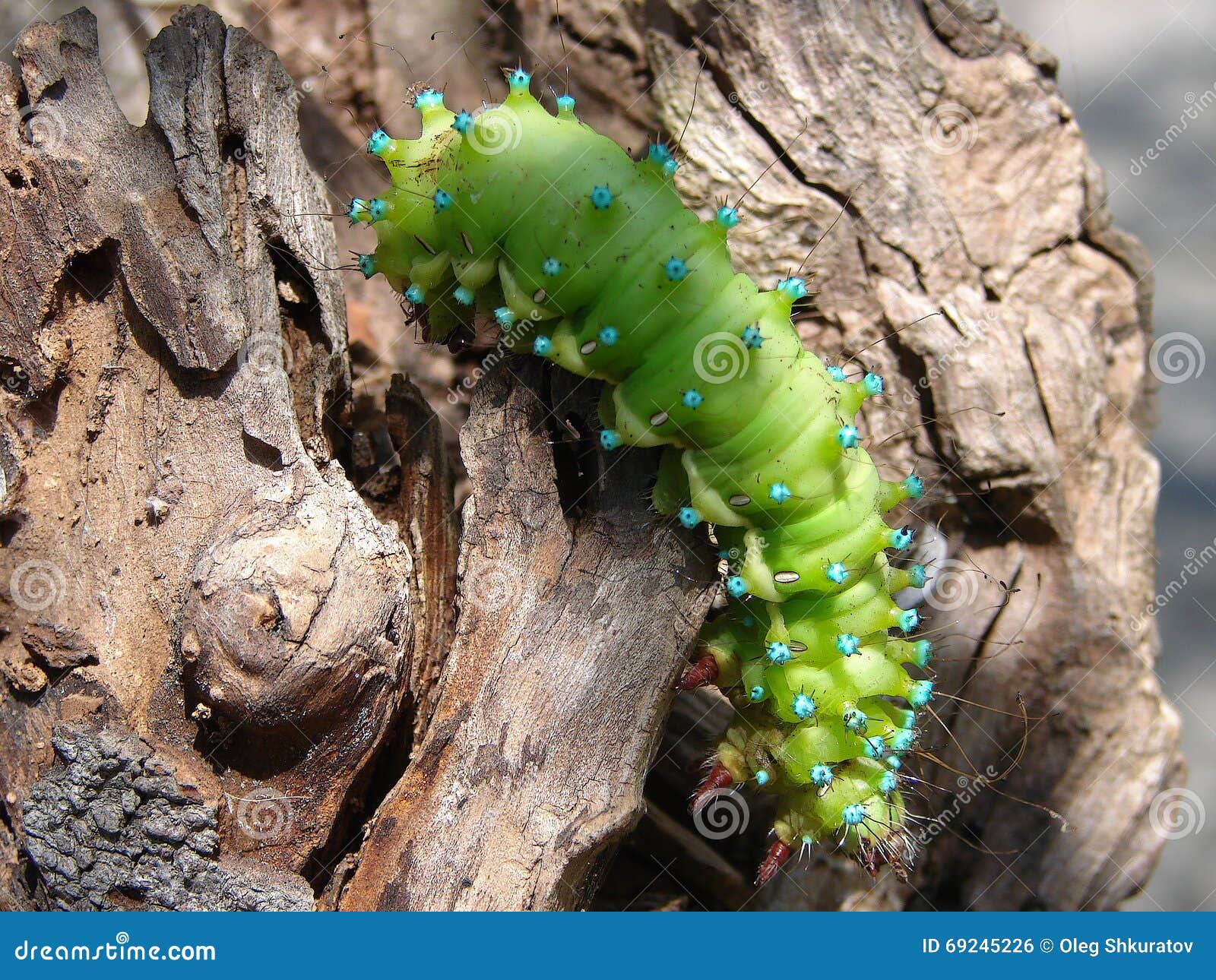 The Green Caterpillar Creeps on a Tree Stock Photo - Image of creeps ...