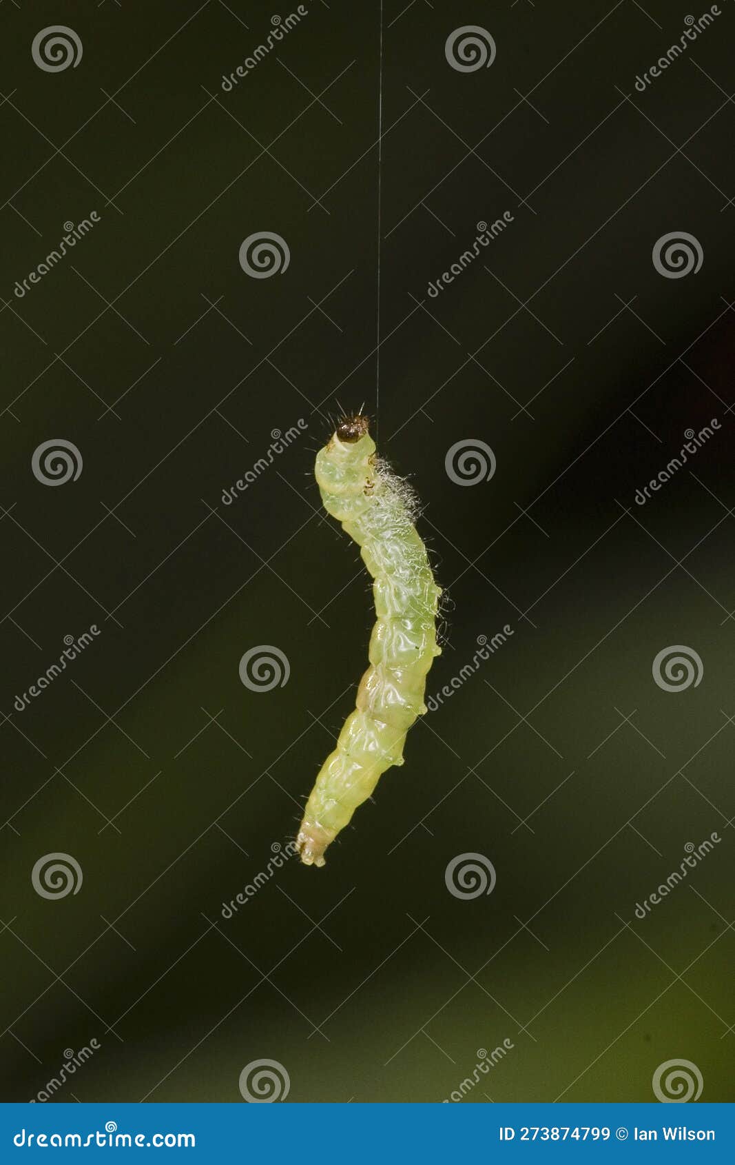 Green Caterpillar Hanging by a Thread Stock Image - Image of segment ...
