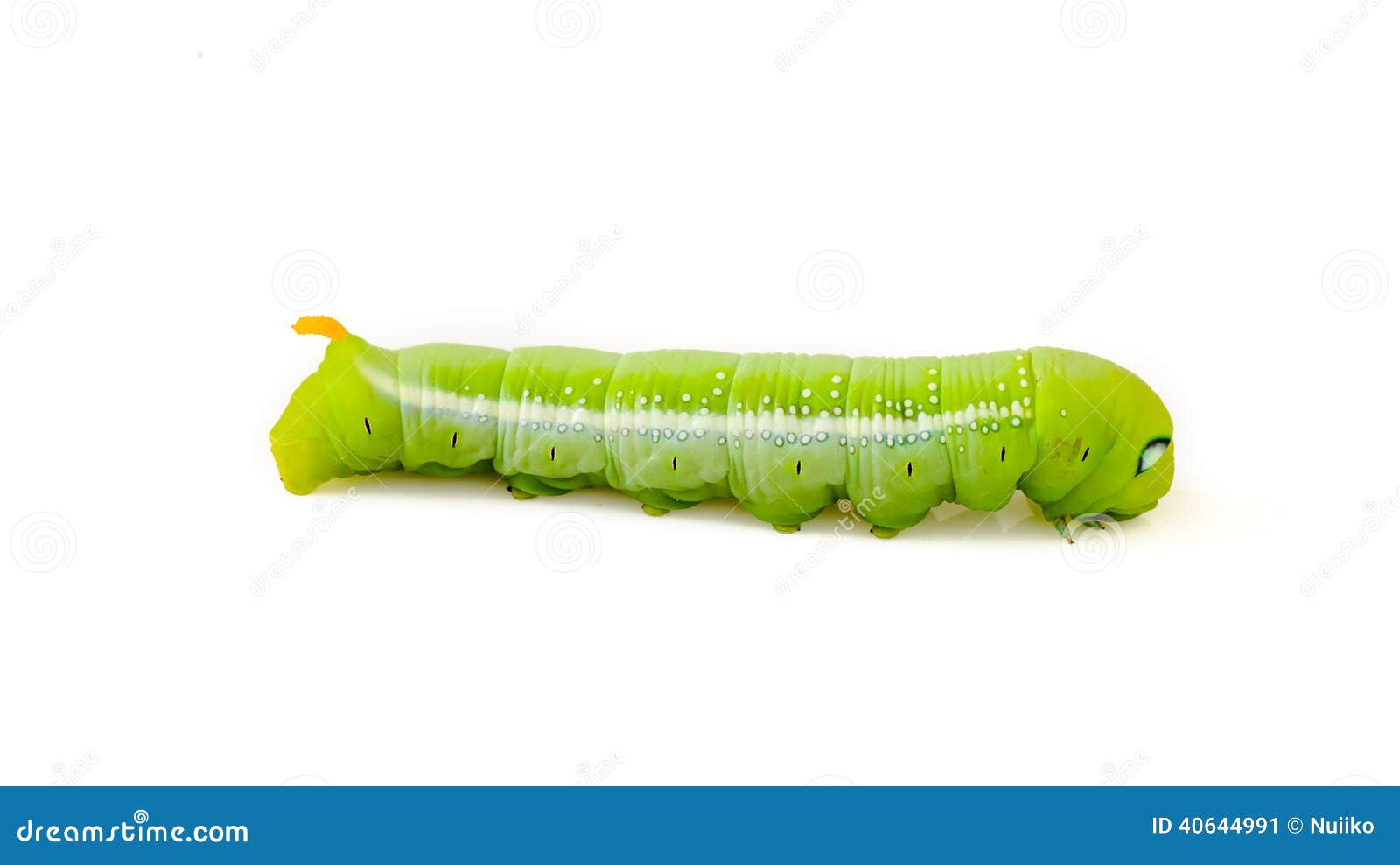 Green Caterpillar Isolated on White Stock Image - Image of life ...