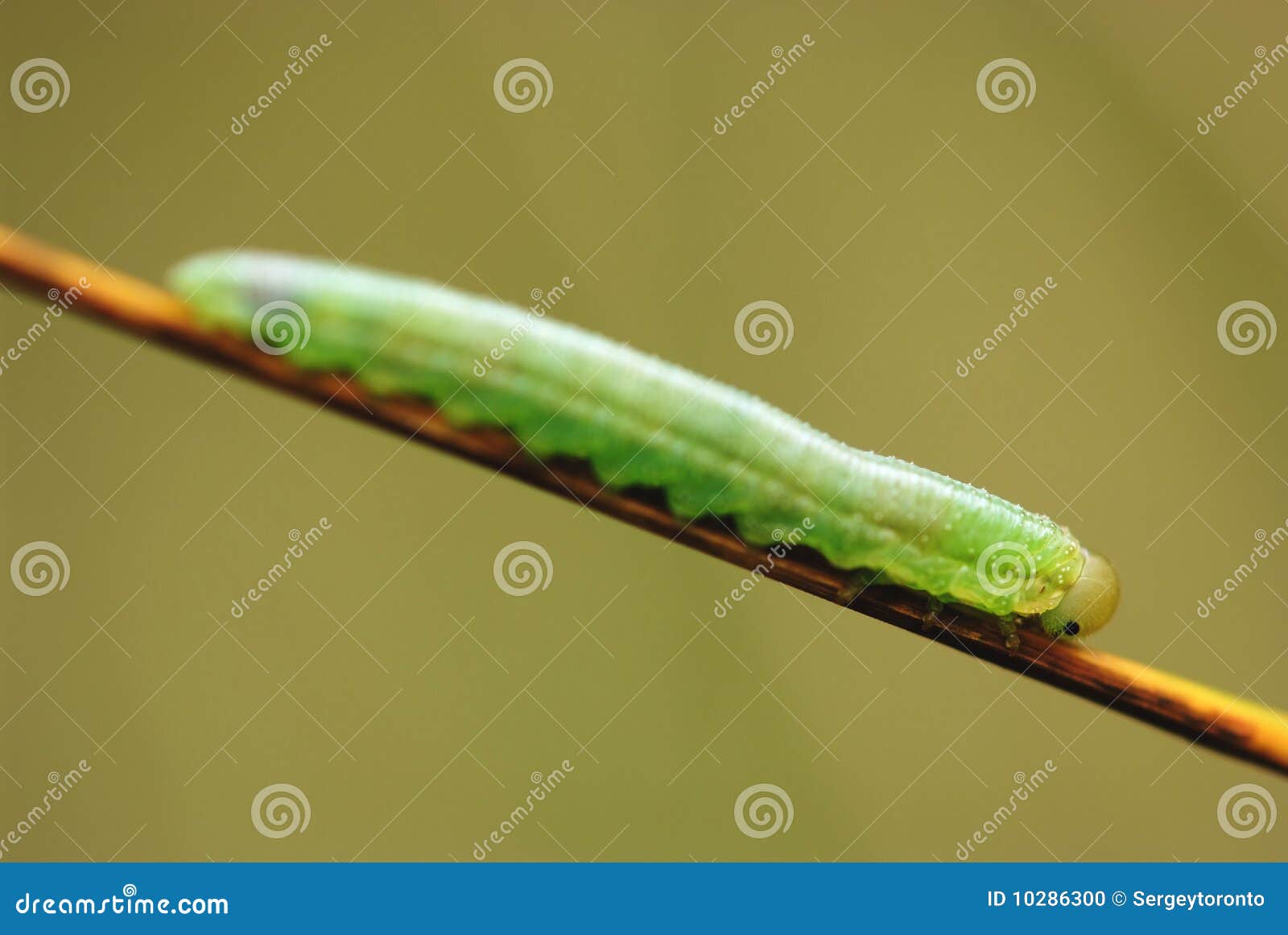 Green Caterpillar. Macro Wildkife Shot Stock Photo - Image of natural ...