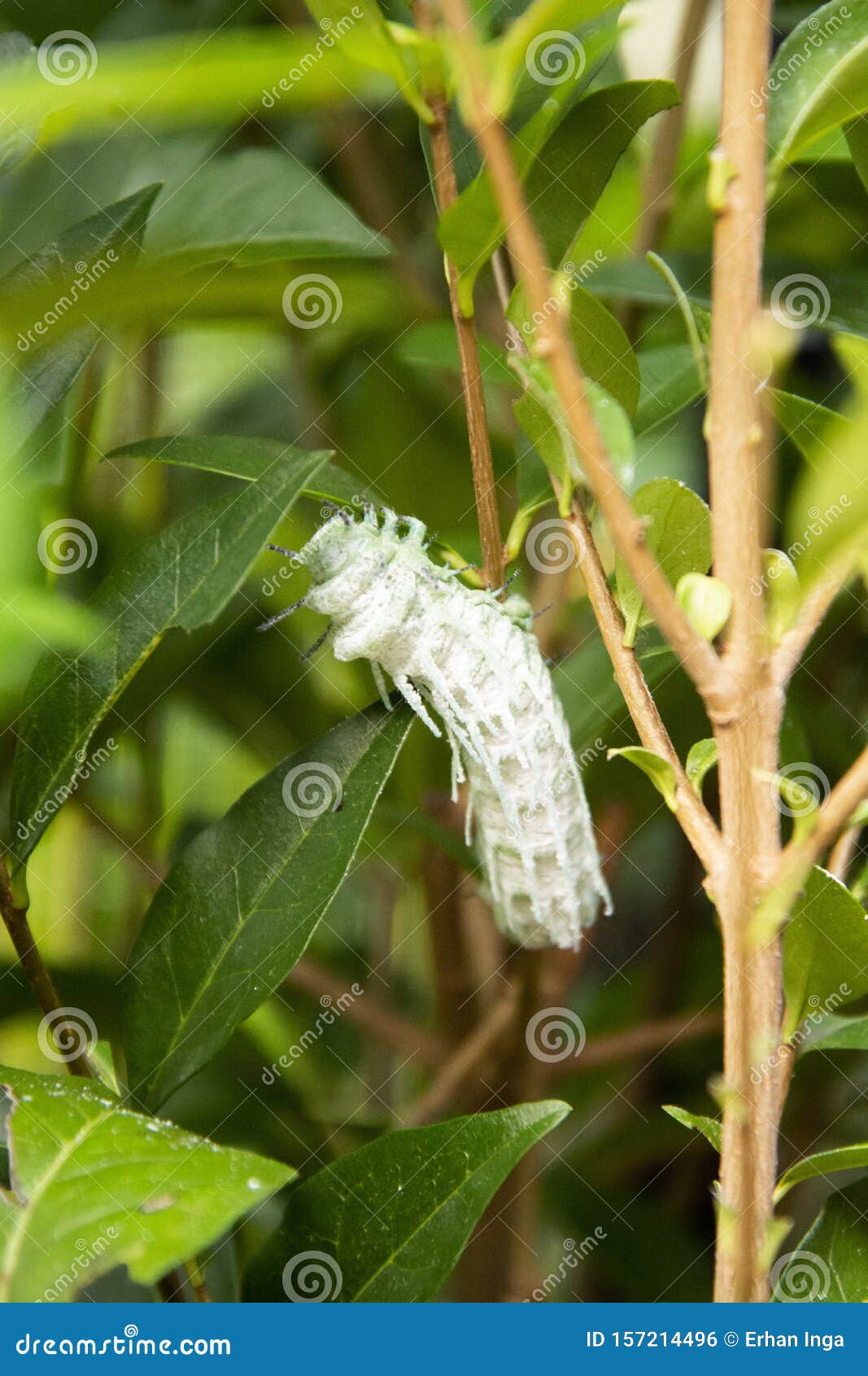 Green Caterpillar in the Stage of Cocoon Formation on Green Leaf ...