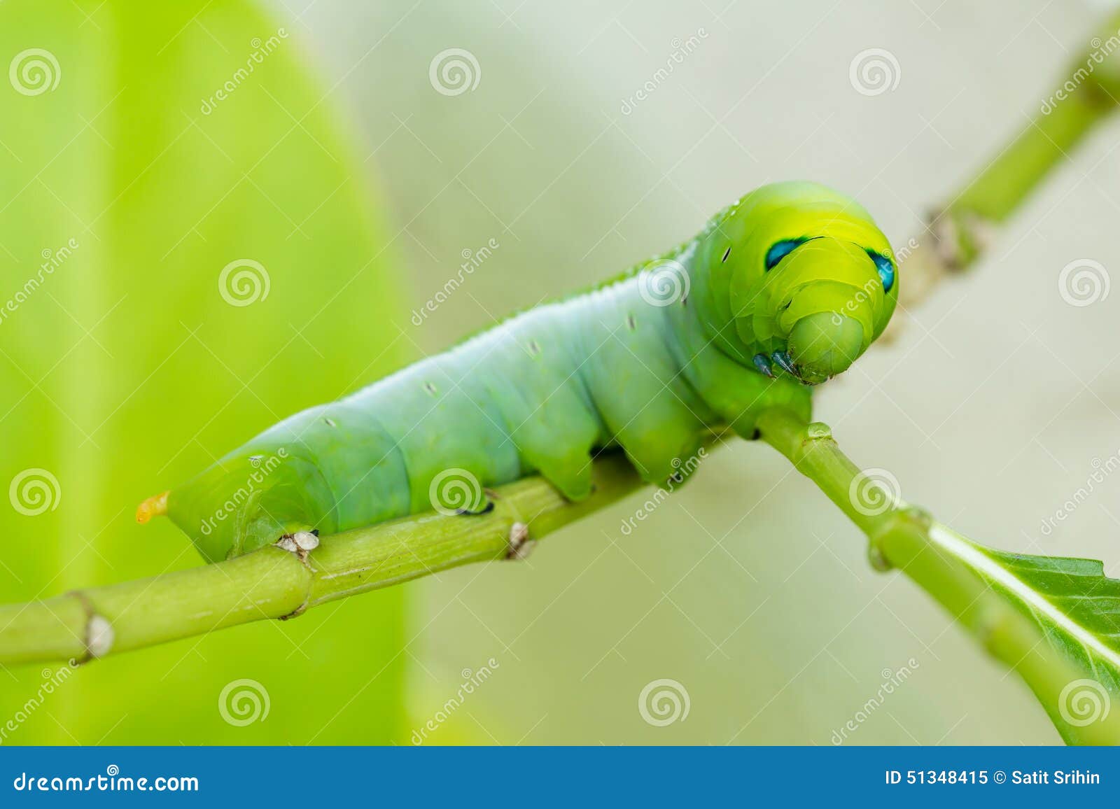 Green Caterpillar stock image. Image of close, animal - 51348415