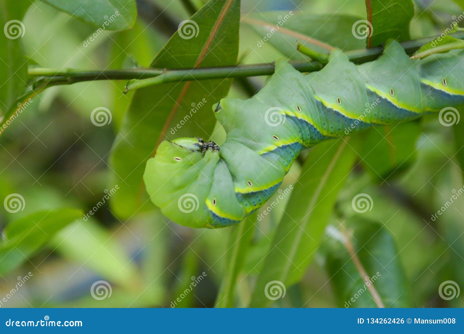 Green caterpillar on tree stock photo. Image of nature - 134262426