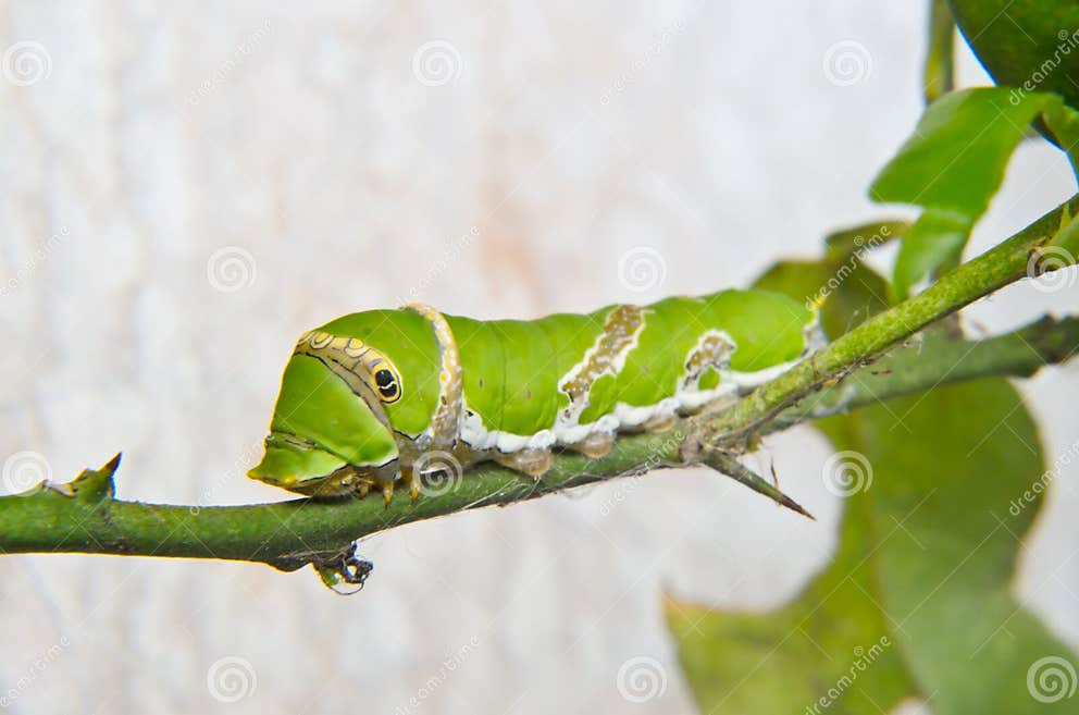 Green caterpillar on tree stock photo. Image of worm - 53186912