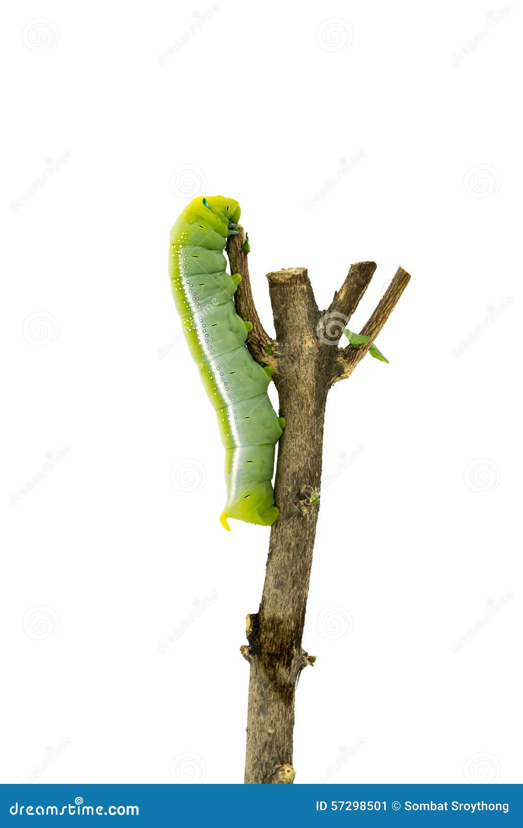 Green Caterpillar on White Background Stock Image - Image of isolated ...