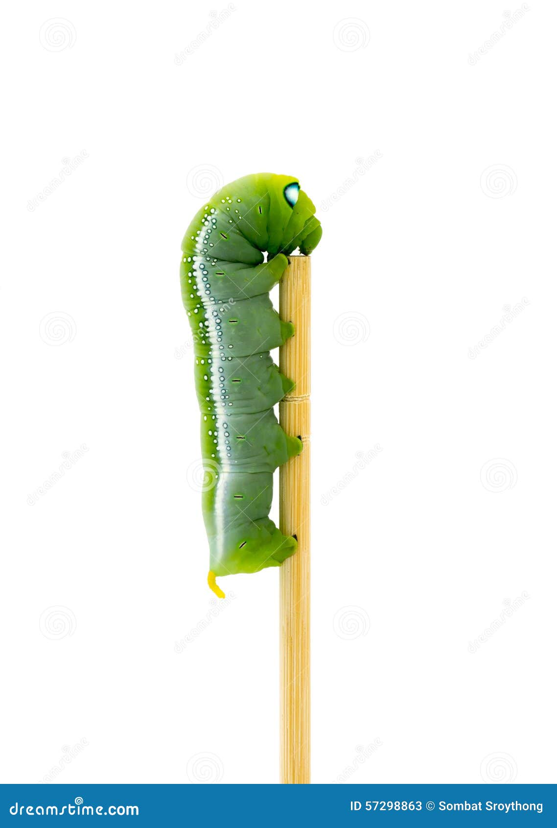 Green Caterpillar on White Background. Stock Image - Image of white ...