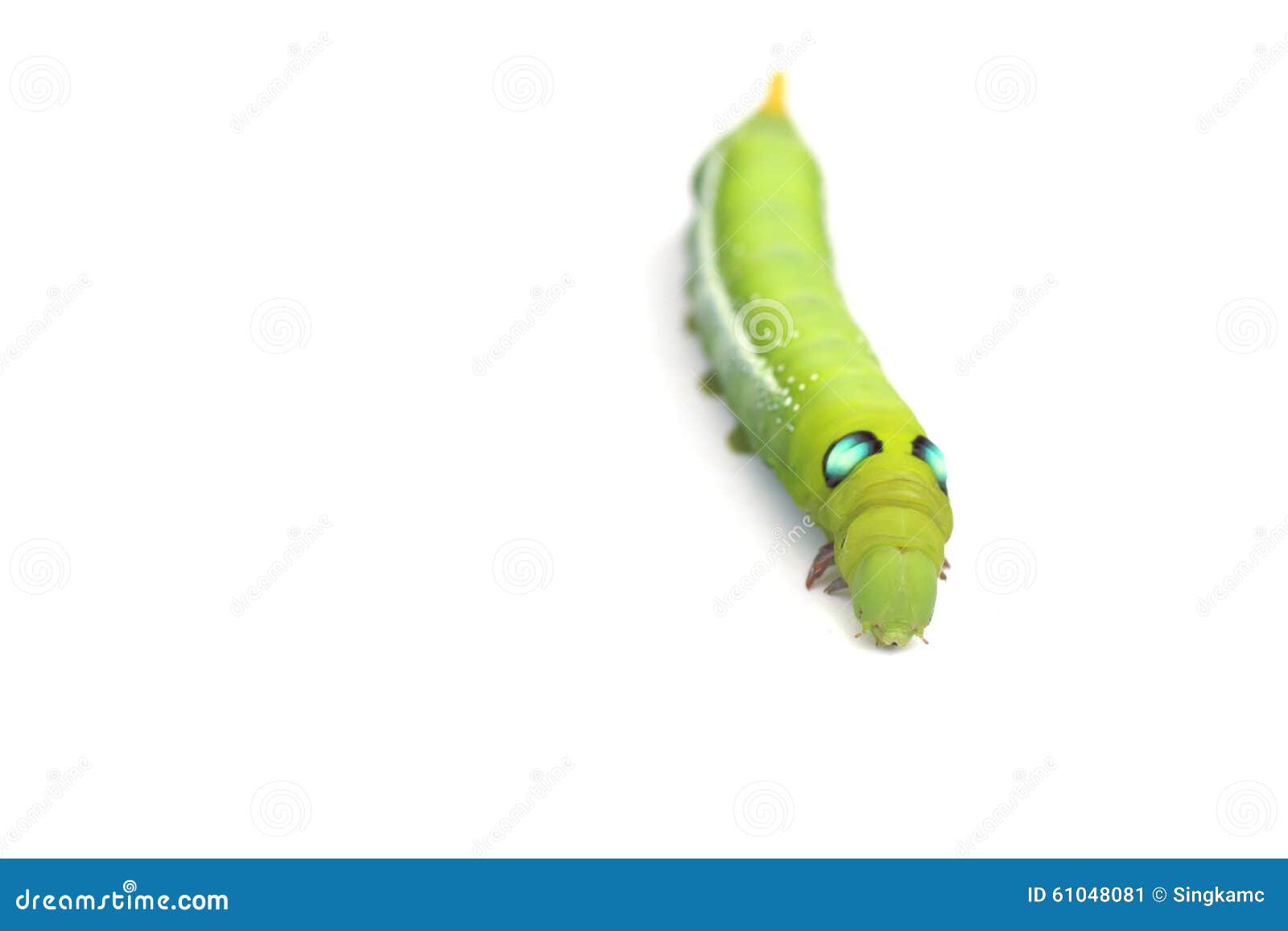 Green Caterpillar on White Background. Stock Image - Image of cecropia ...